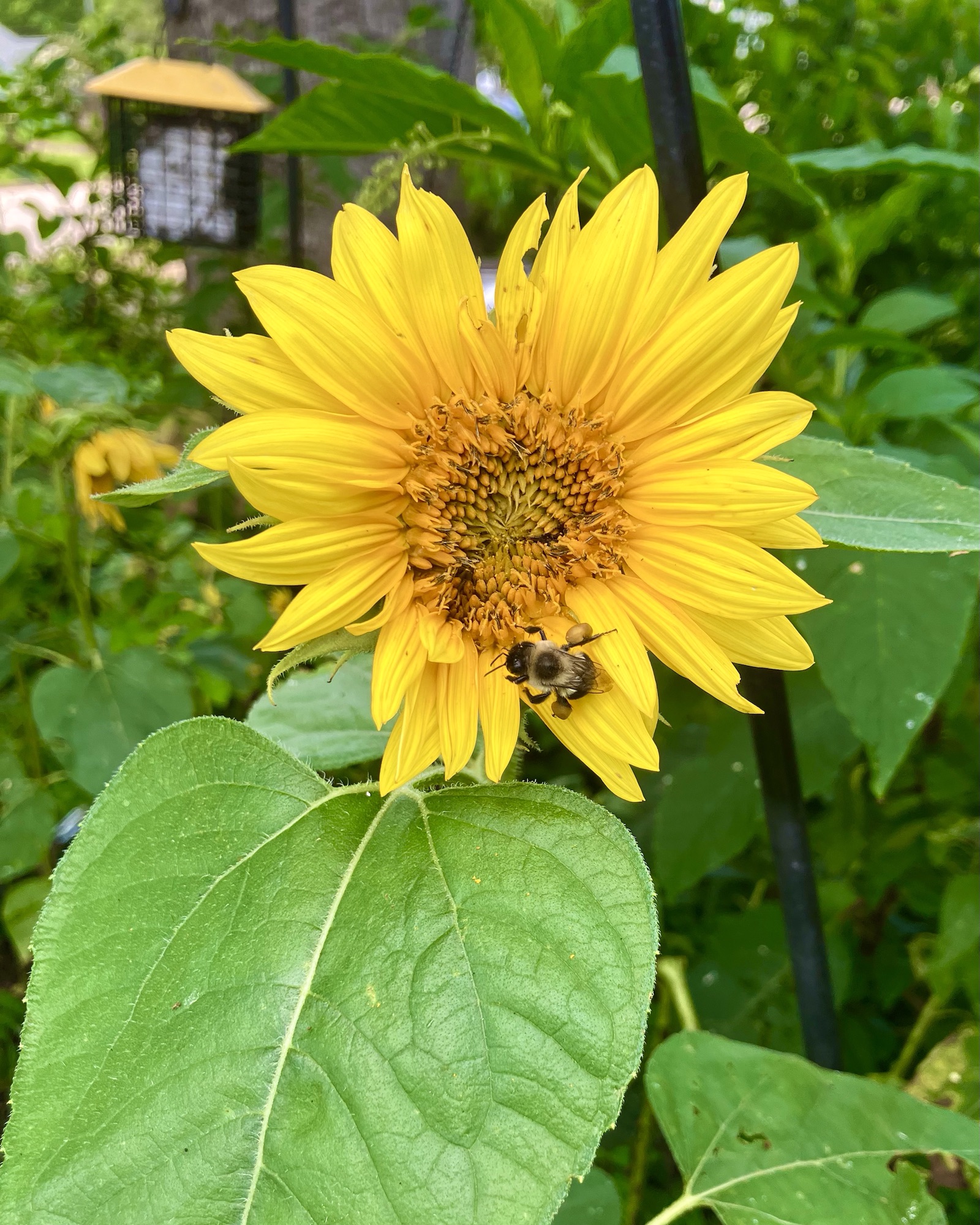 “The glorious lamp of heaven…” – Ponderings from the Porch Swing