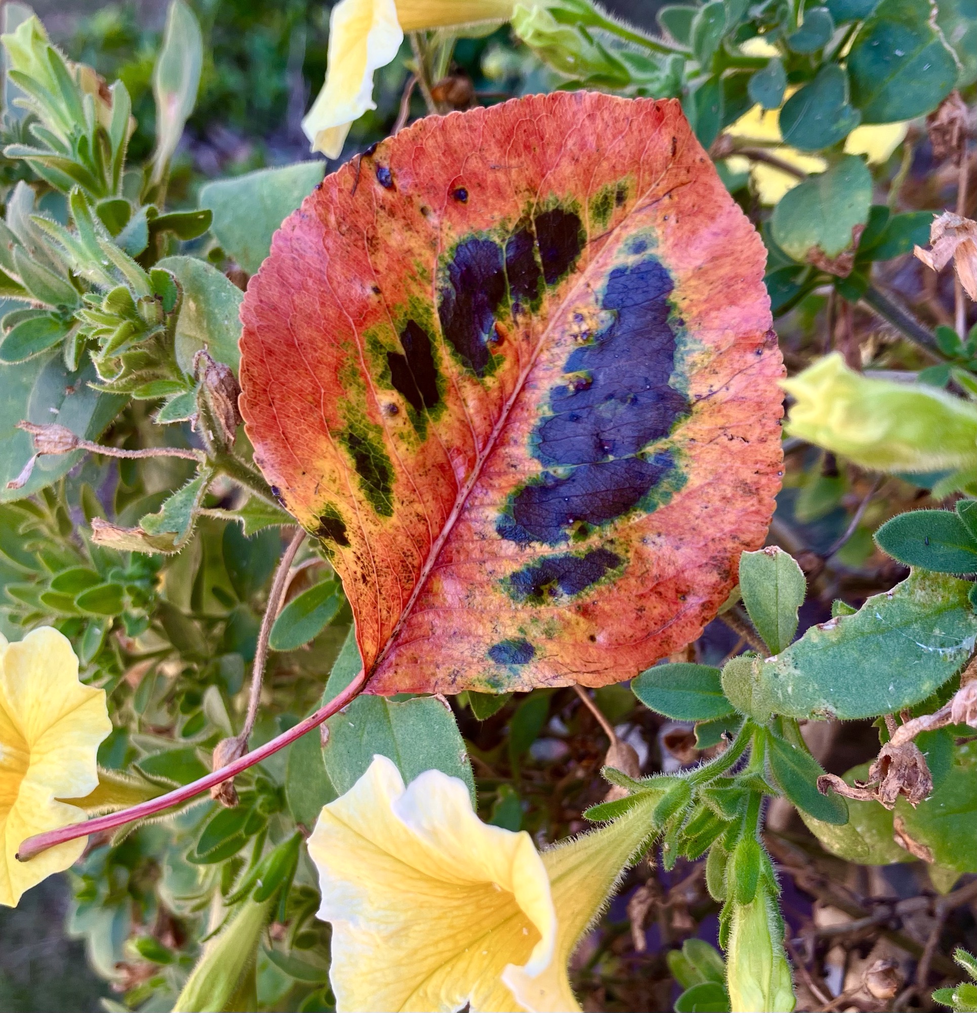 “Of all God’s gifts to the sighted man…” – Ponderings from the Porch Swing