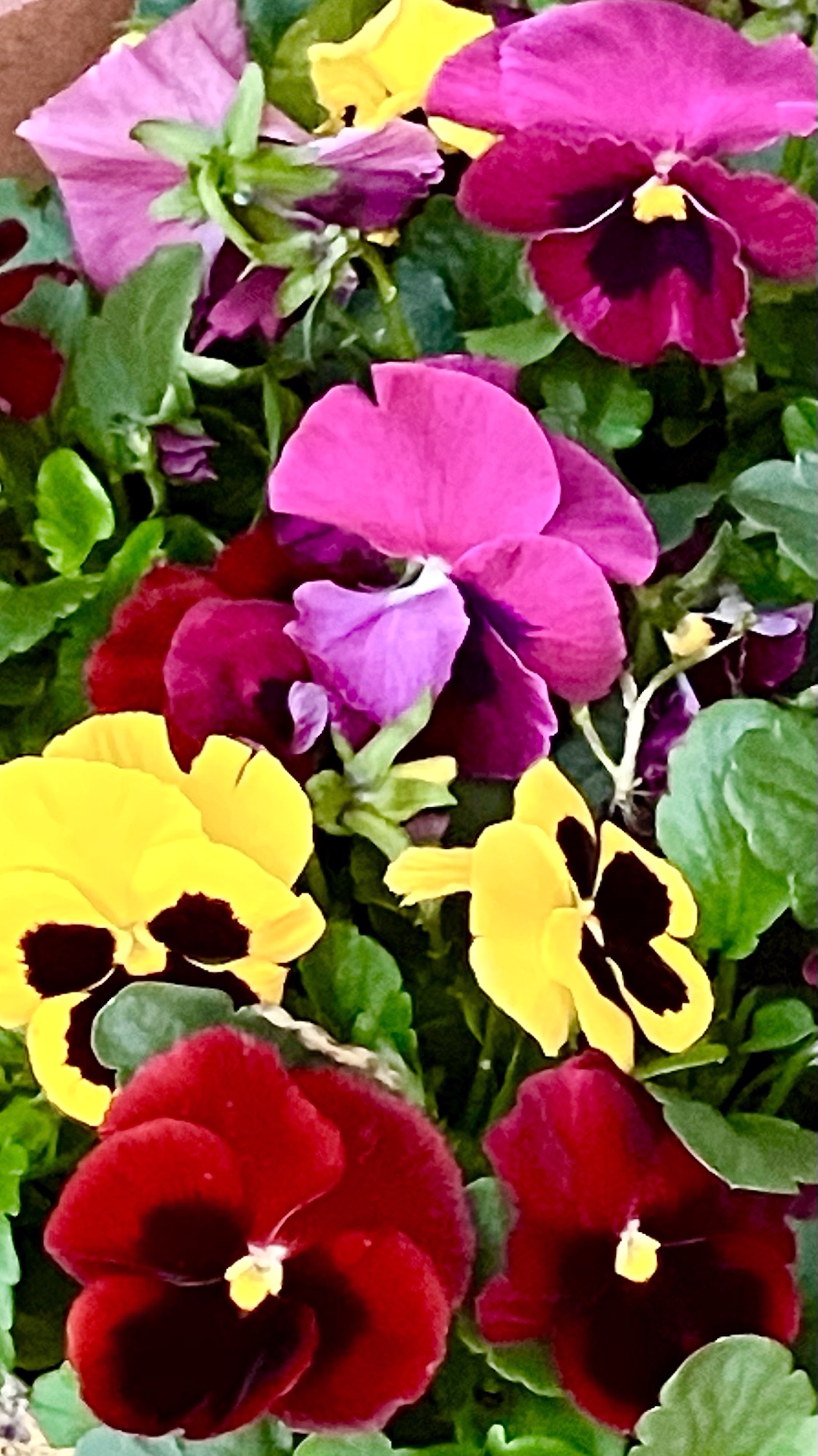 Their little faces whisper of hope… – Ponderings from the Porch Swing